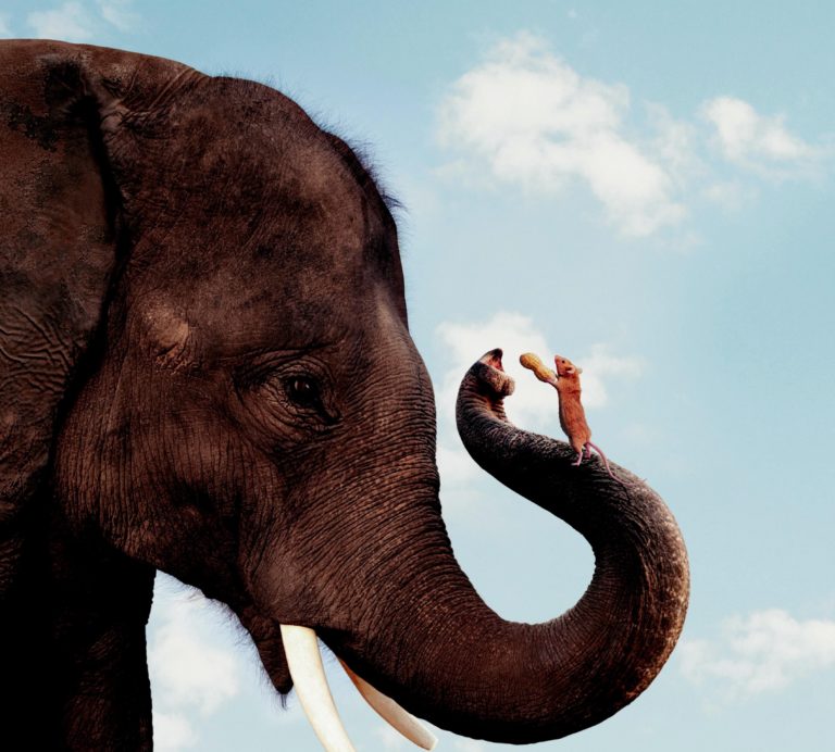 Fleisch neu und anders – mit CEO New Meat Company AG Dr. Caroline E ...